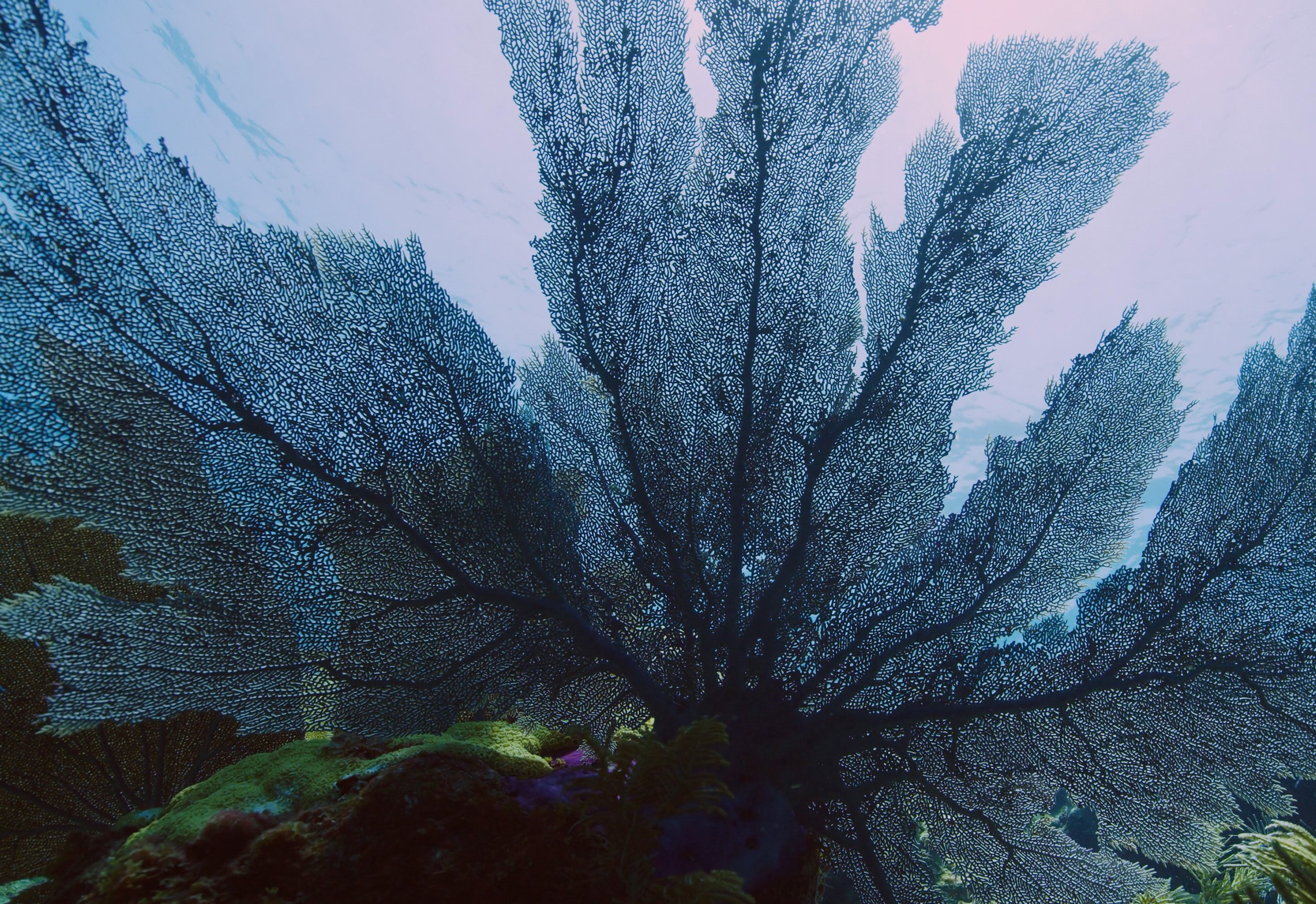 Retiderma - Montibello - Skin